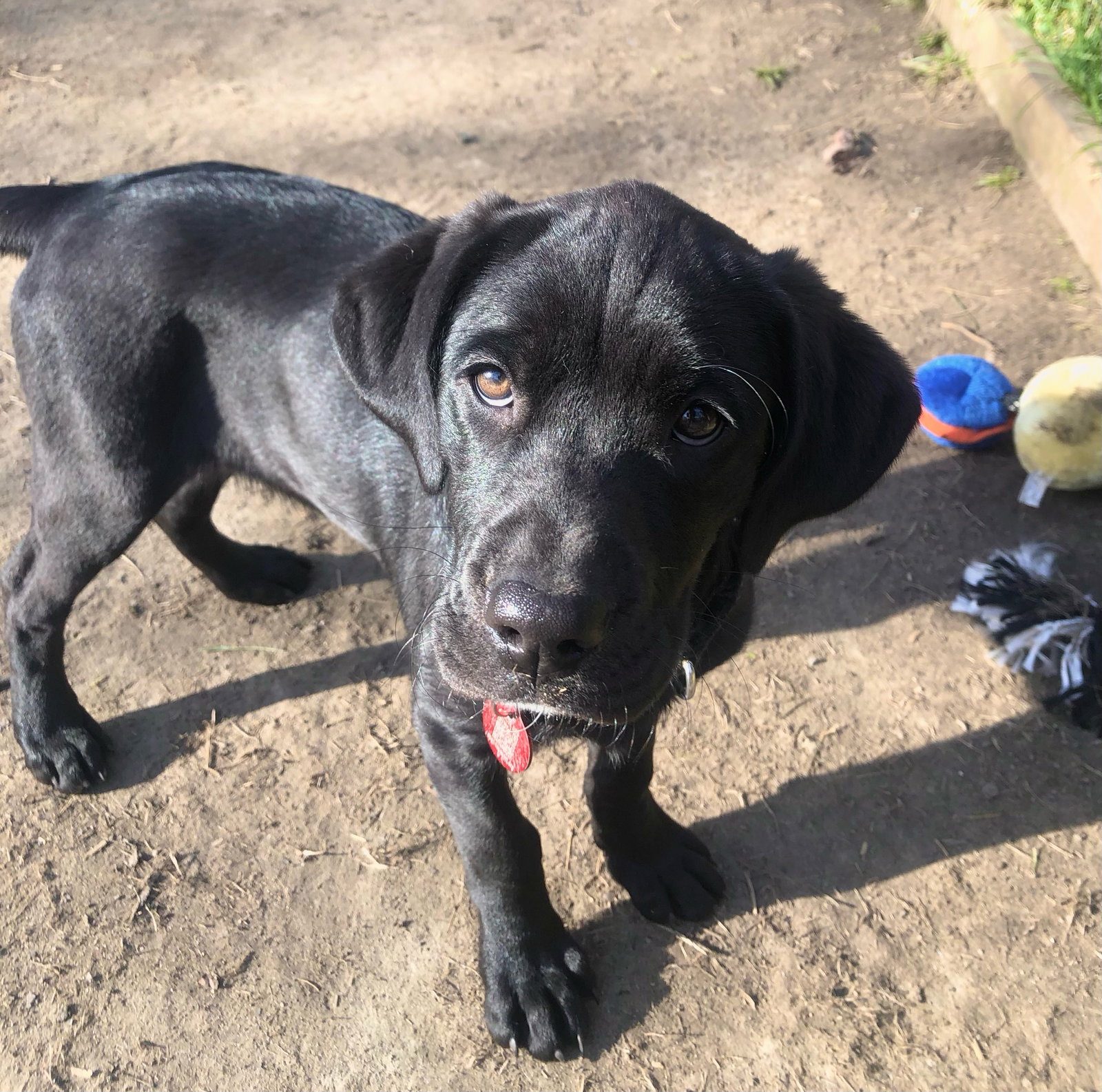 Dog adoption in Warwick, RI 02886: Labrador Retriever / Mixed (short ...