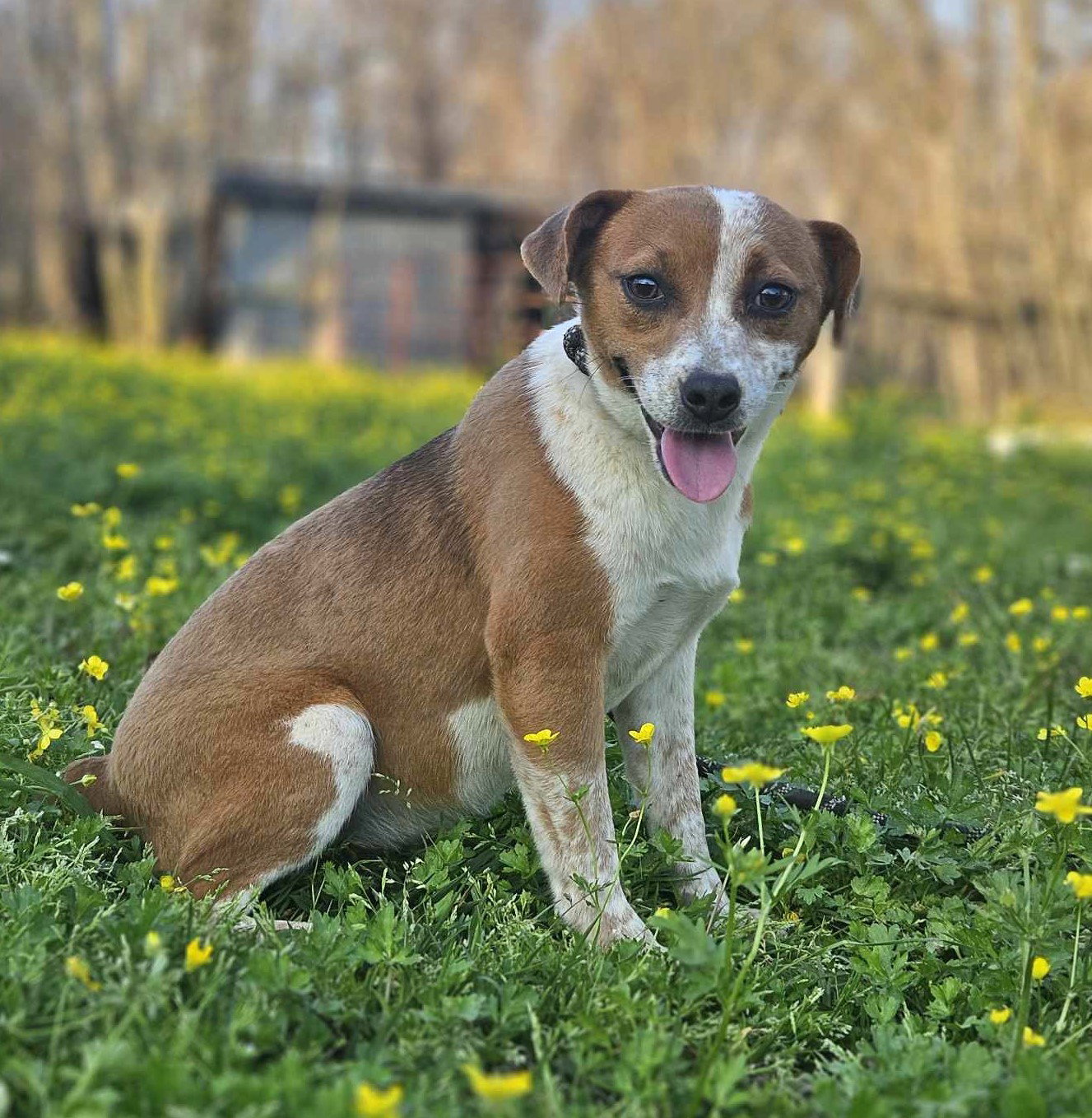 Dog for Adoption - Wila Mae, a Terrier in Norton, MA | Alpha Paw