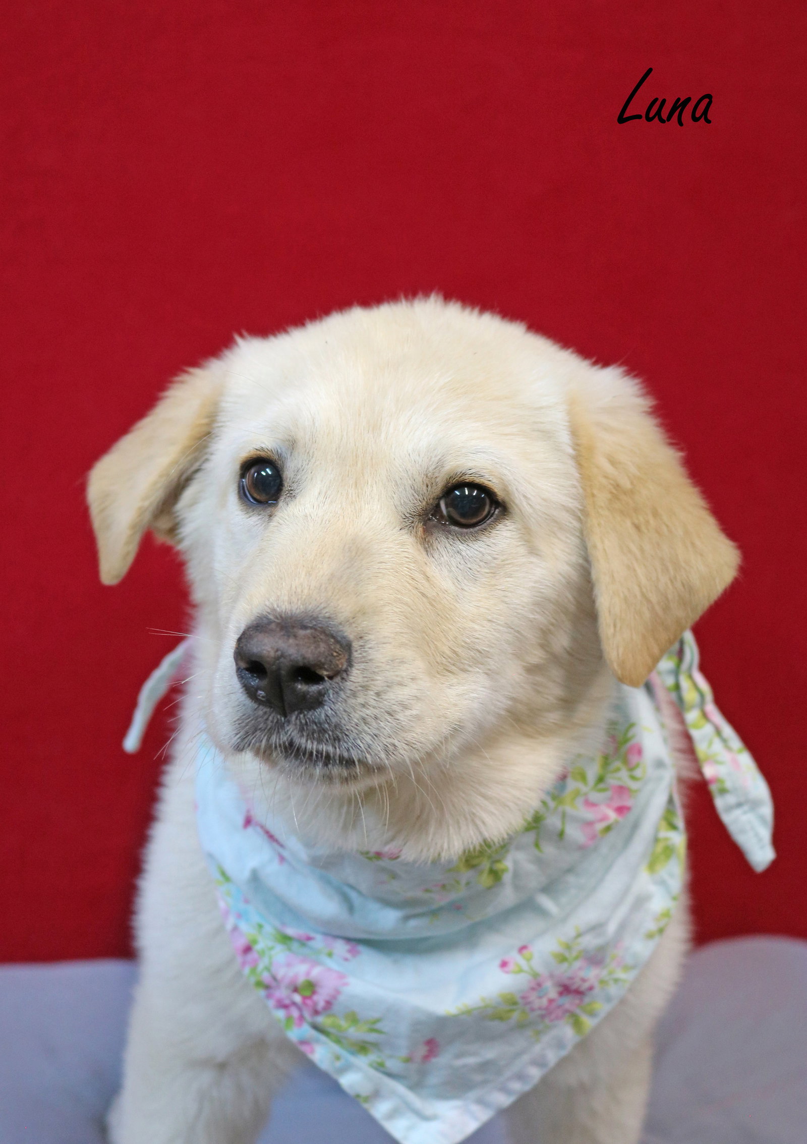 Dog for Adoption - Luna GP, a Labrador Retriever in North Seekonk, MA ...