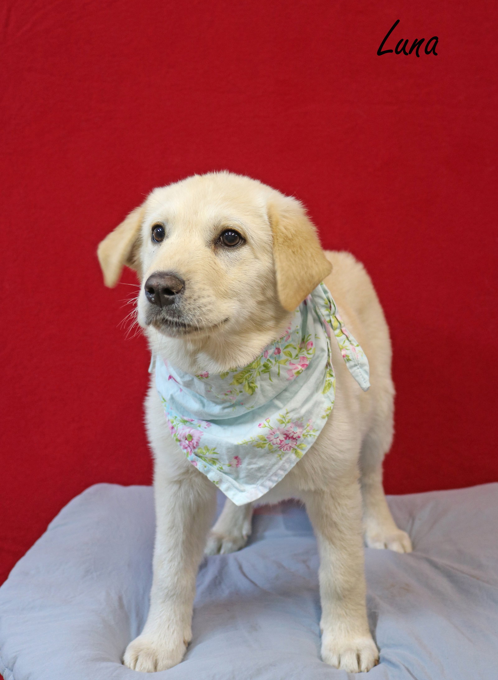 Dog for Adoption - Luna GP, a Labrador Retriever in North Seekonk, MA ...