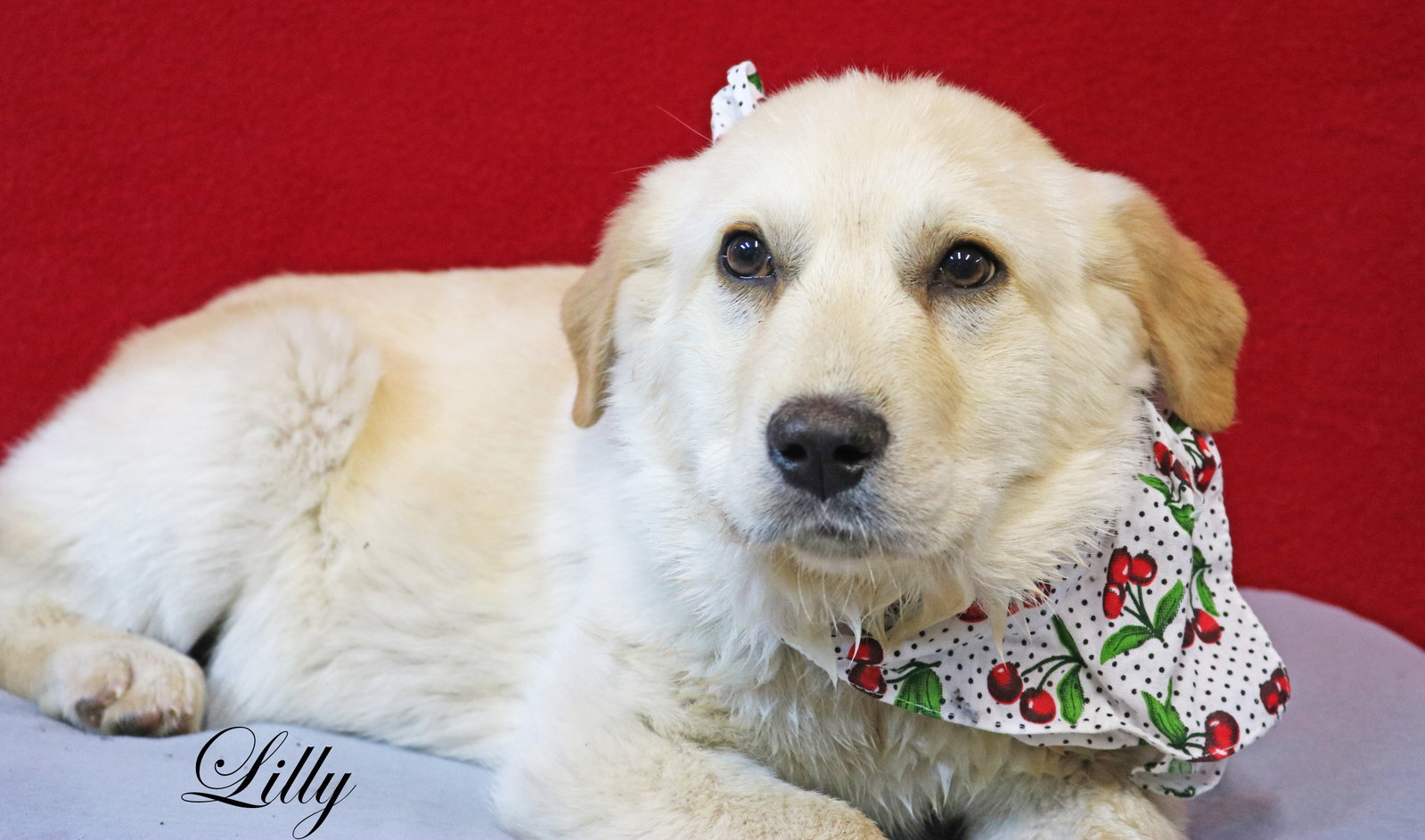 Dog for Adoption - Lilly GP, a Labrador Retriever in Essex Village, CT ...