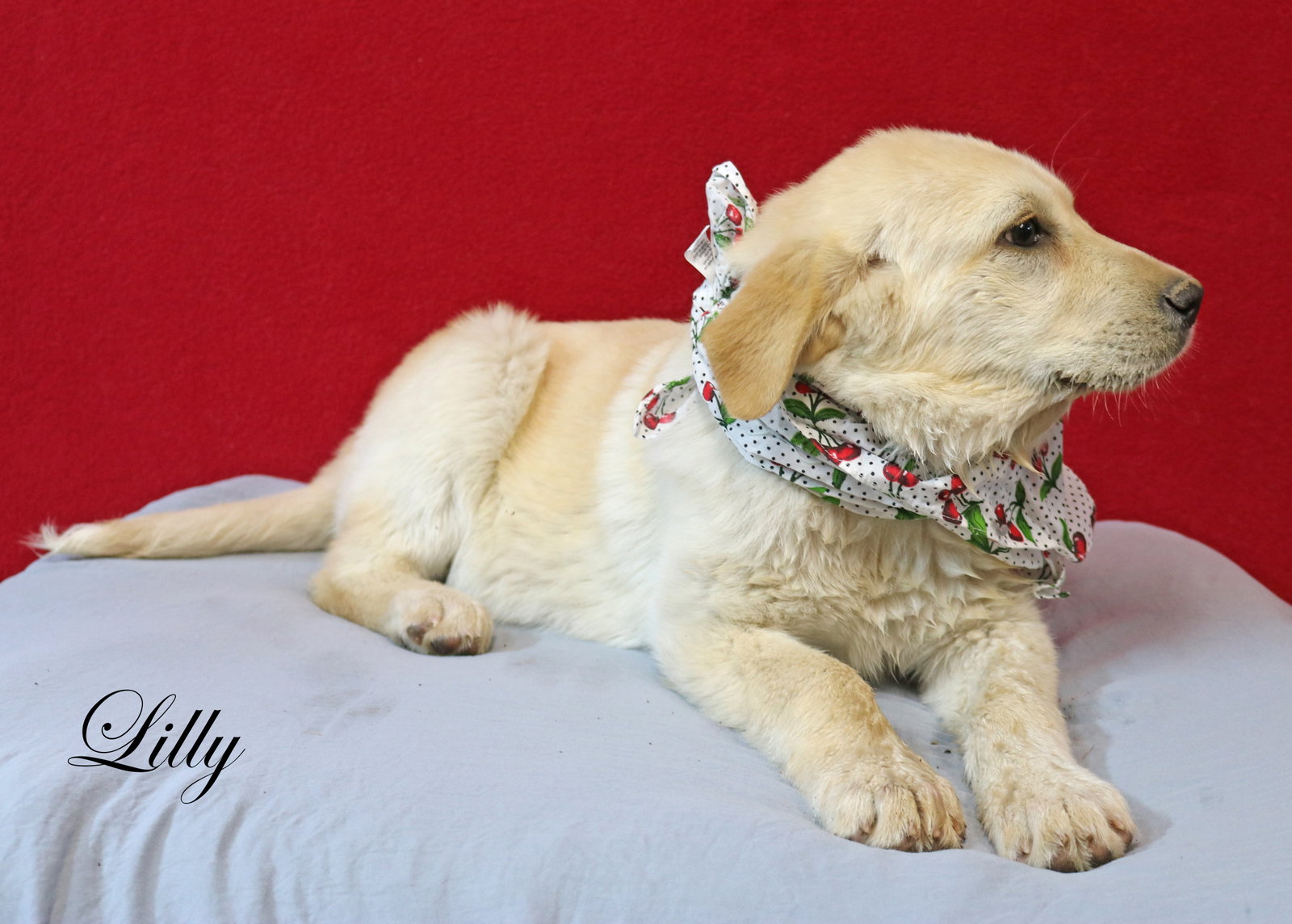 Dog for Adoption - Lilly GP, a Labrador Retriever in Marion, MA | Alpha Paw
