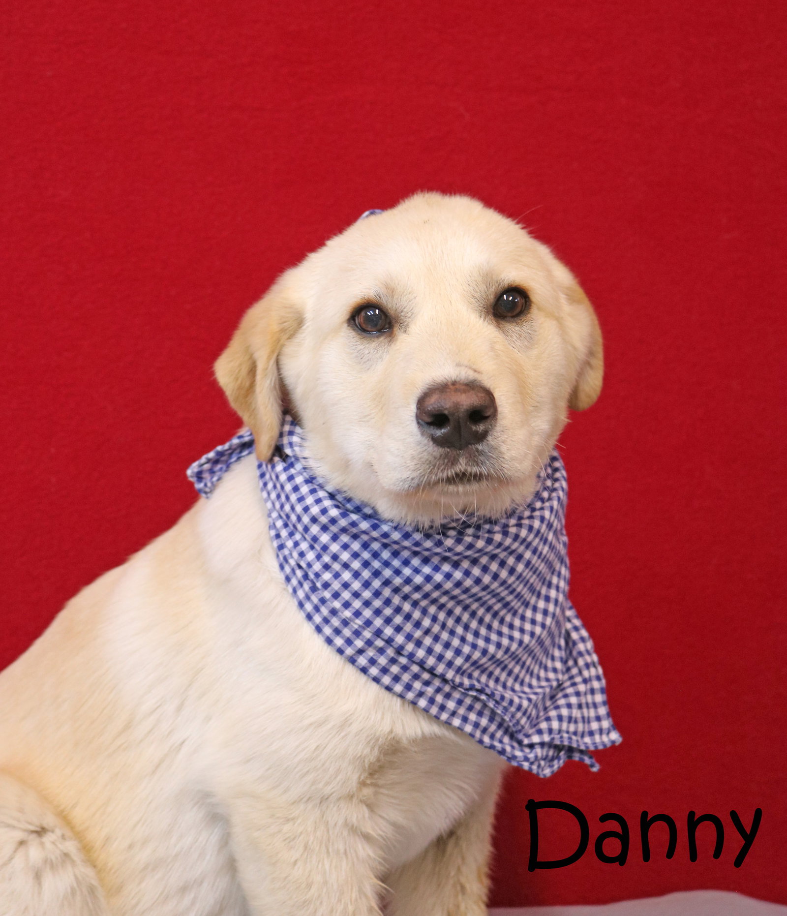 Dog for Adoption - Danny GP, a Labrador Retriever in North Seekonk, MA ...