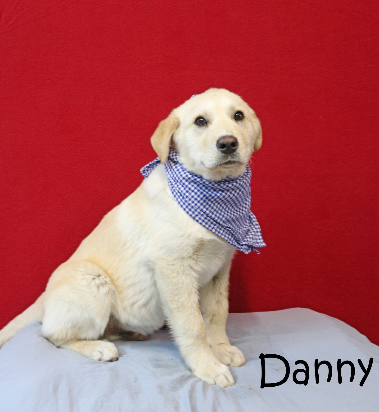 Dog for Adoption - Danny GP, a Labrador Retriever in Windham County, CT ...