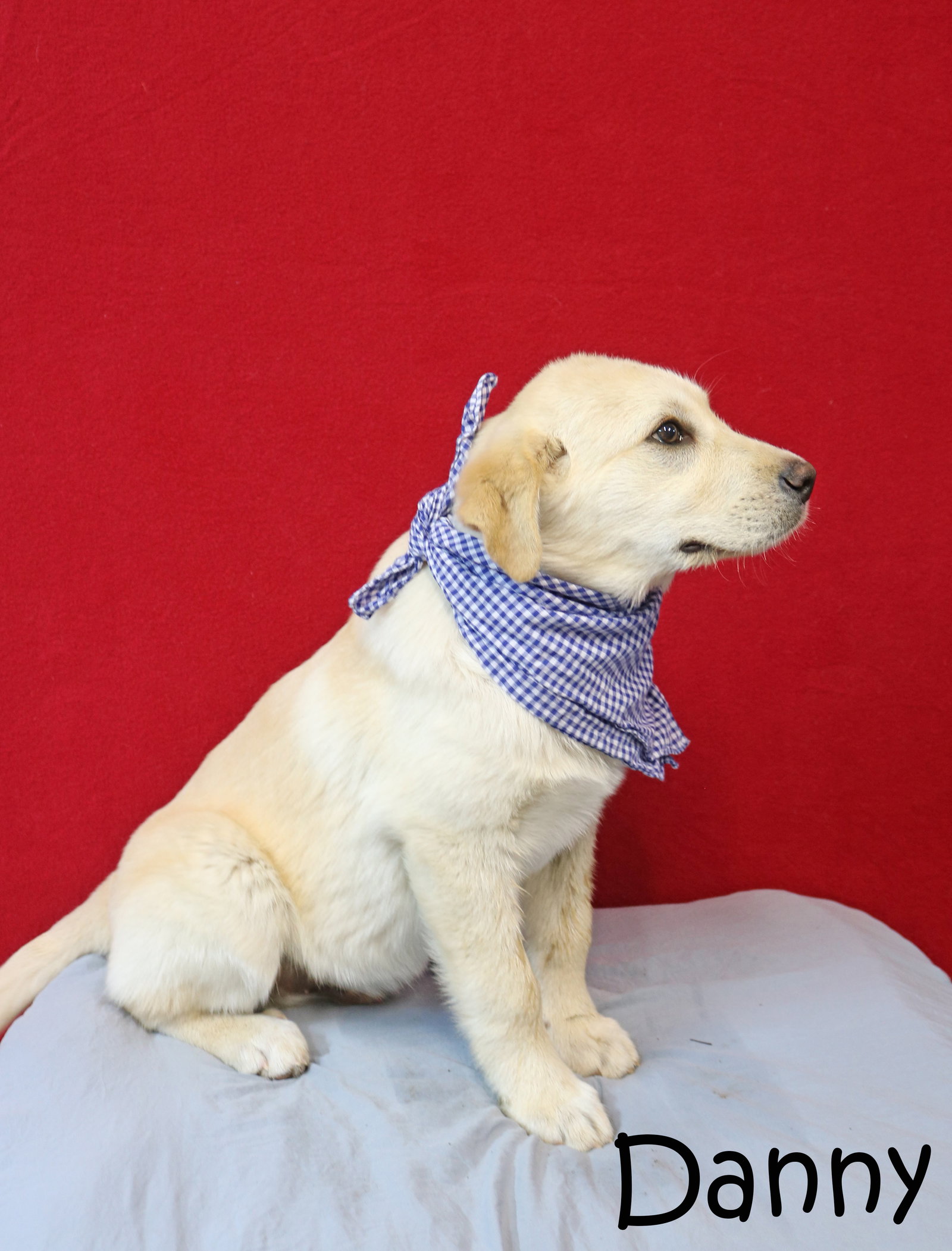 Dog for Adoption - Danny GP, a Labrador Retriever in Windham County, CT ...