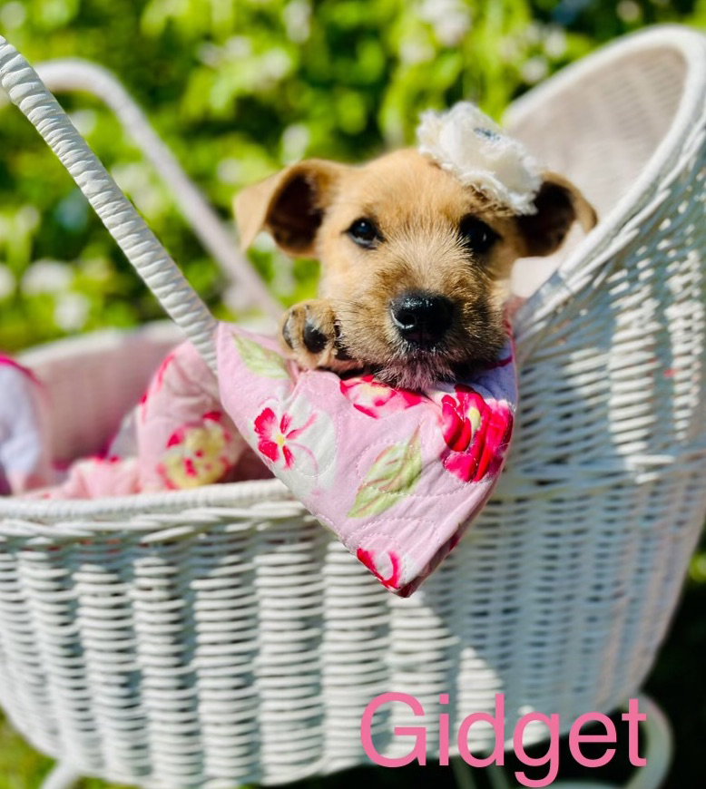 Dog for Adoption - Gidget Limbo, a Schnauzer in Acushnet, MA | Alpha Paw
