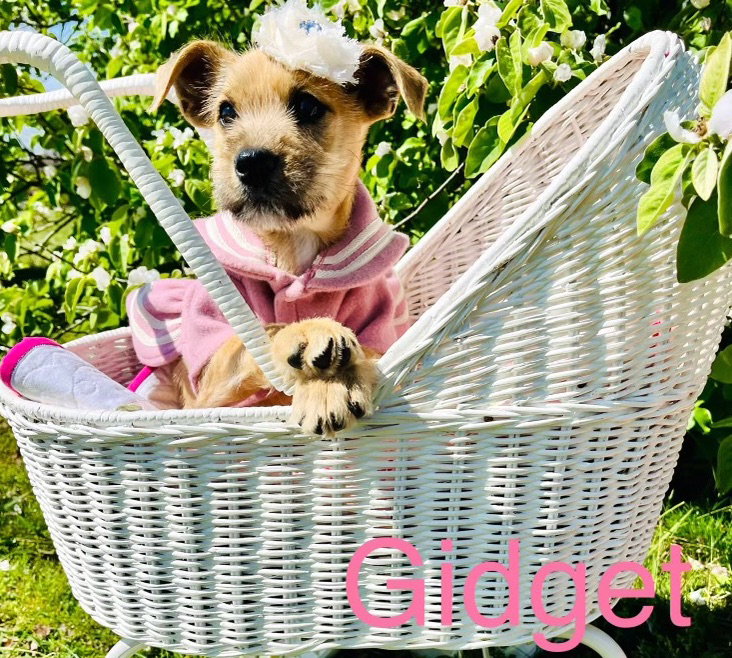 Dog for Adoption - Gidget Limbo, a Schnauzer in Acushnet, MA | Alpha Paw