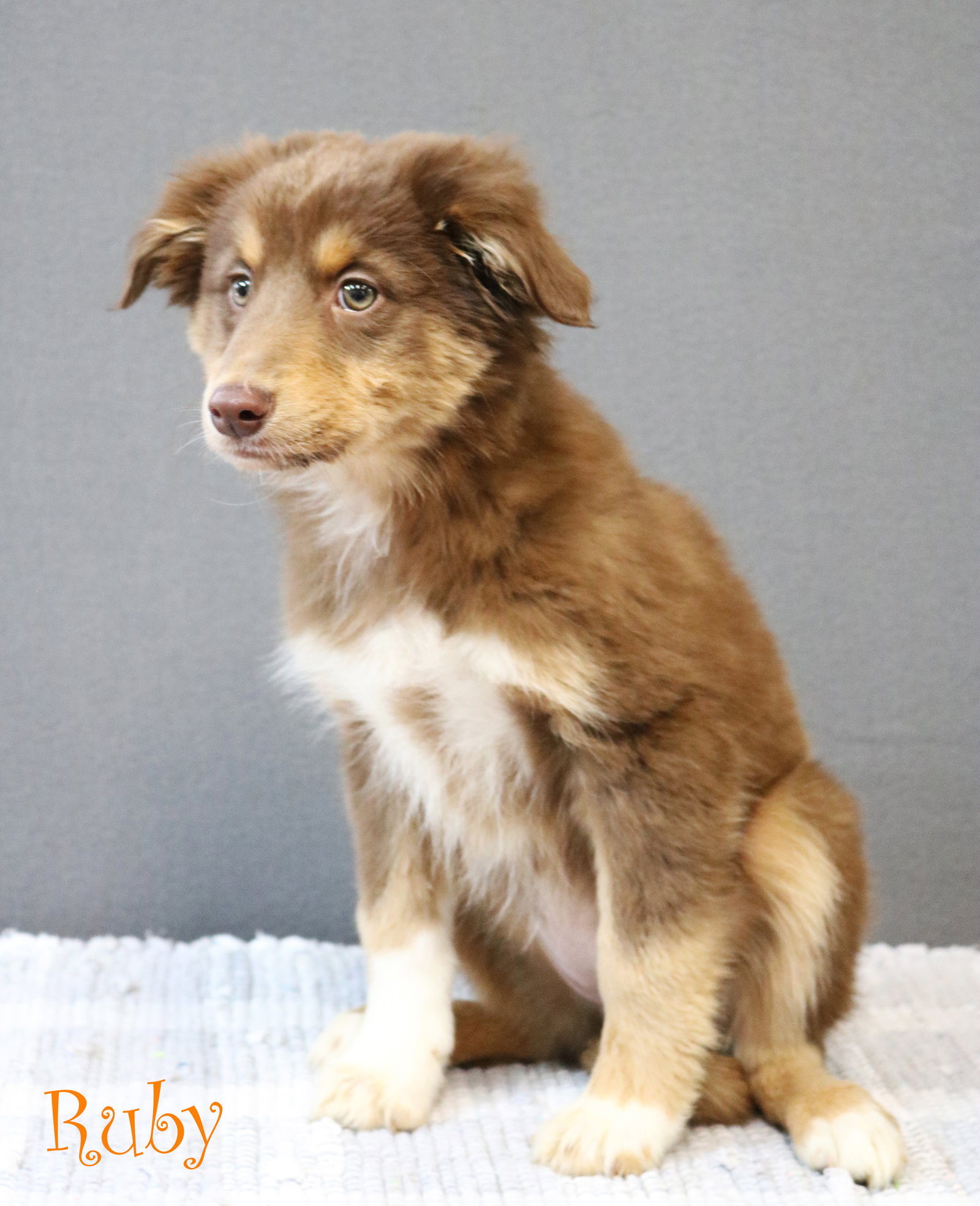 Dog for Adoption - Ruby Hershey, a Australian Shepherd in Mattapoisett ...