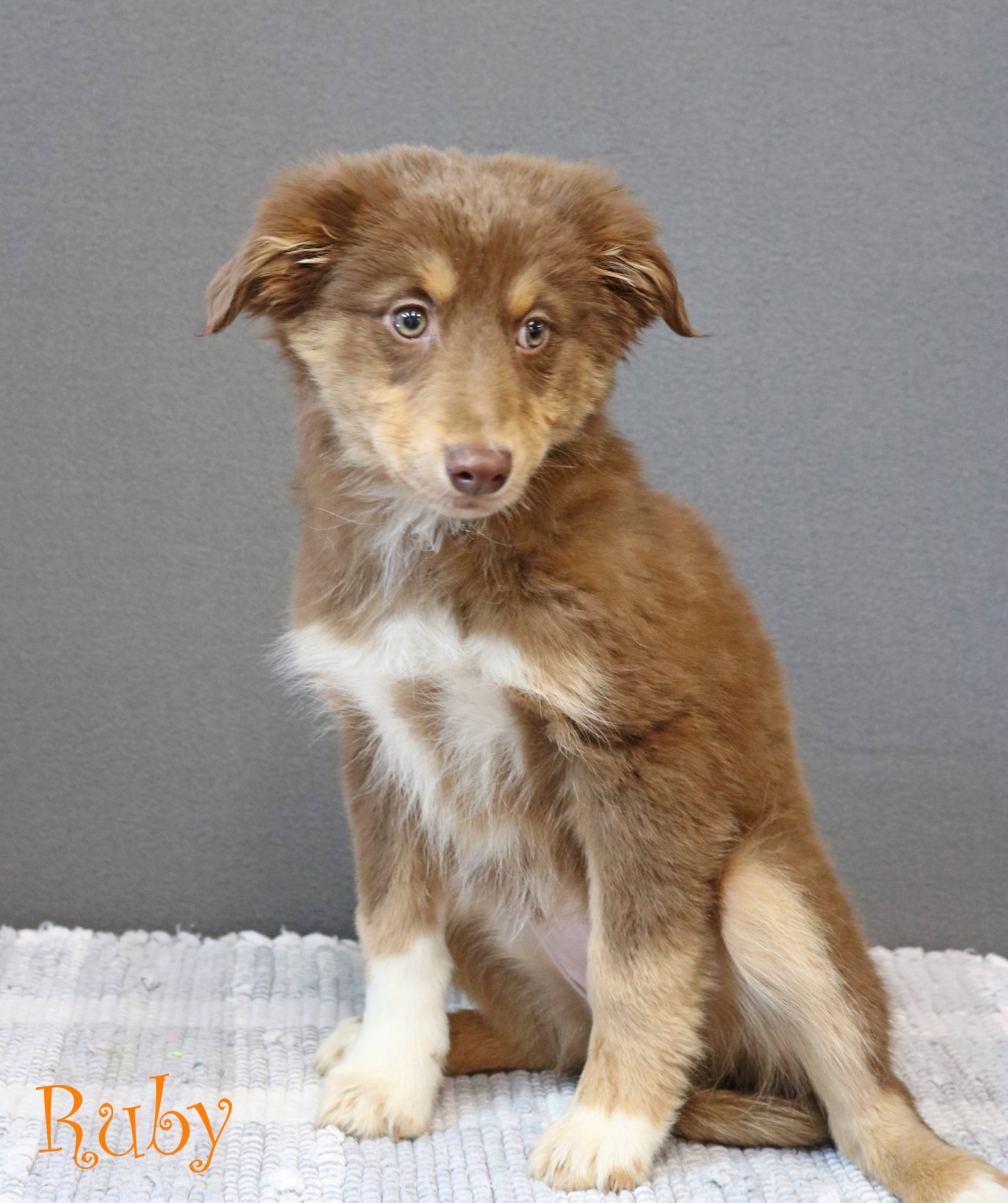 Dog for Adoption - Ruby Hershey, a Australian Shepherd in Mattapoisett, MA | Alpha Paw
