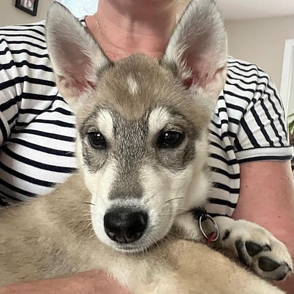 Dog adoption in Warwick, RI 02886: Husky / Mixed (medium coat) Dog ...