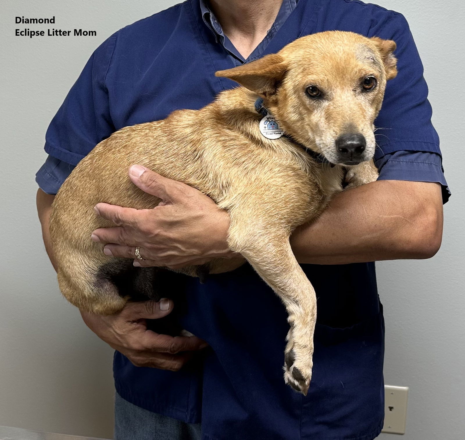 Dog for Adoption - Shadow Eclipse, a Corgi in Wrentham, MA | Alpha Paw Dog for Adoption - Shadow Eclipse, a Corgi in Wrentham, MA | Alpha Paw
