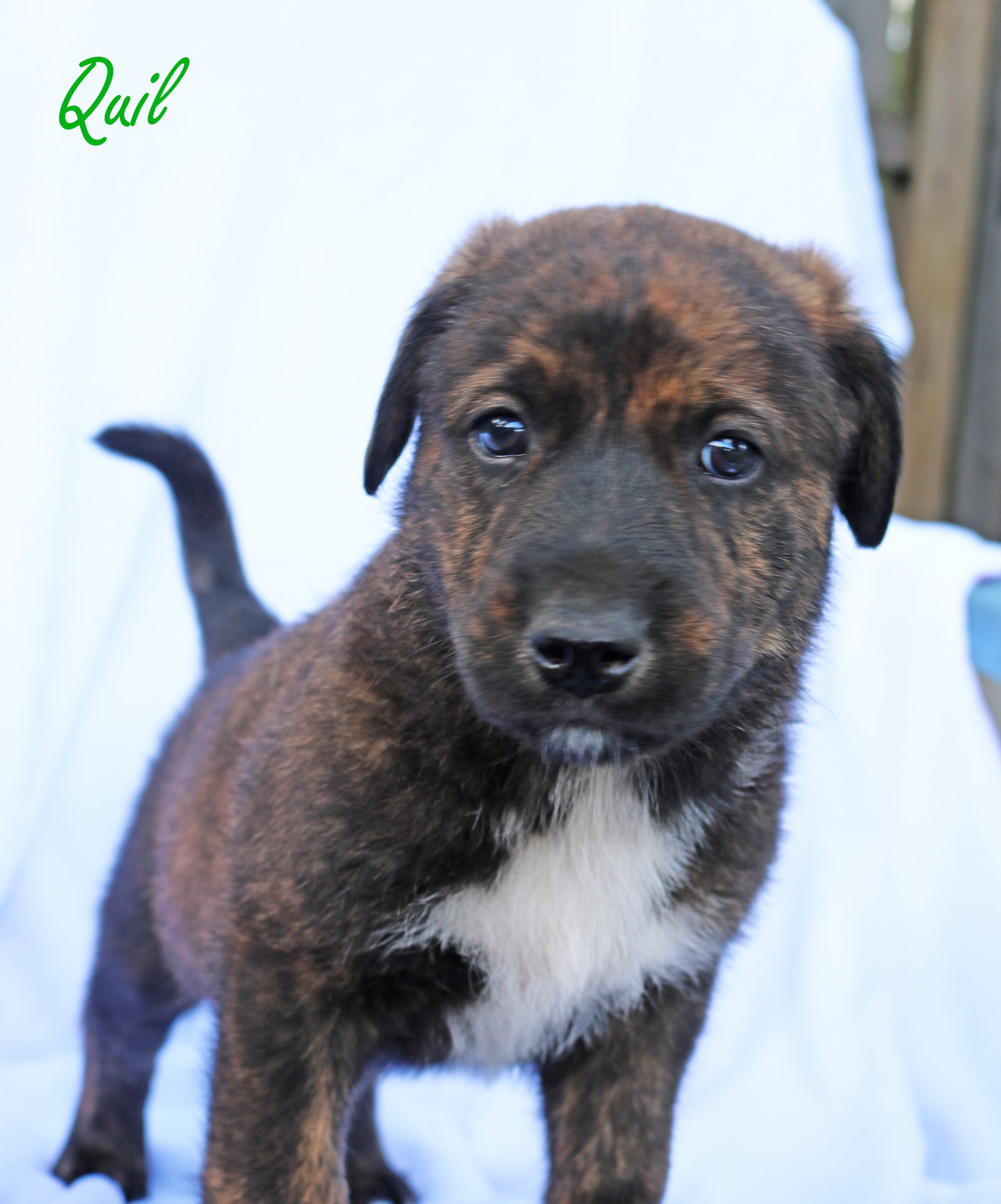 Dog for Adoption - Quil New Moon, a in New London County, CT | Alpha Paw