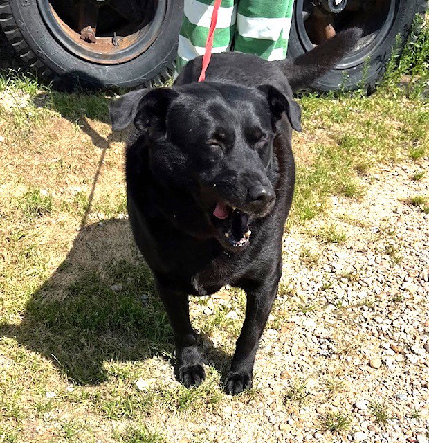 Dog for Adoption - Donald Duck, a Black Labrador Retriever in West ...