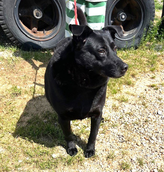 Dog for Adoption - Donald Duck, a Black Labrador Retriever in West ...