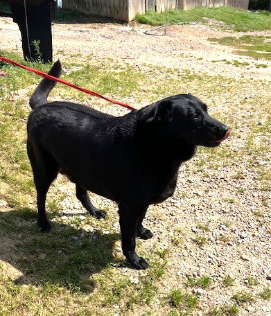 Dog for Adoption - Donald Duck, a Black Labrador Retriever in West ...