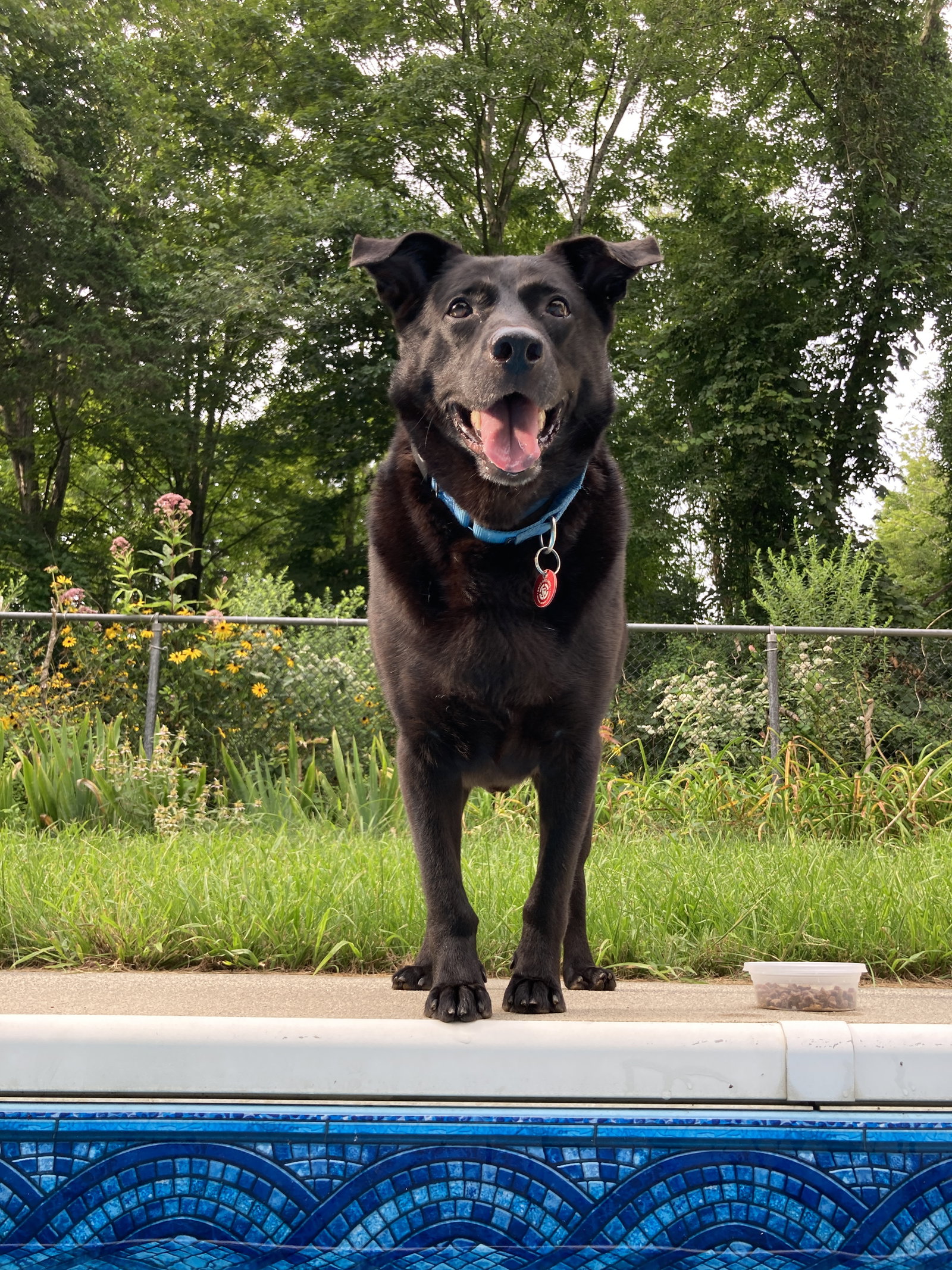 Dog for Adoption - Donald Duck *LOCAL*, a Black Labrador Retriever in ...