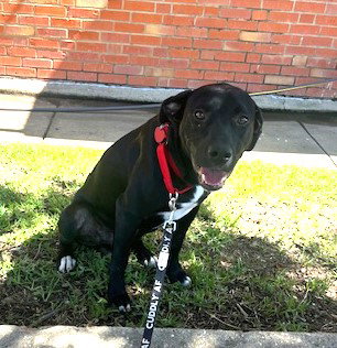 Dog for Adoption - Hal *LOCAL*, a Labrador Retriever in Whitinsville ...