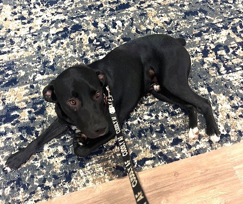 Dog for Adoption - Hal *LOCAL*, a Labrador Retriever in Whitinsville ...
