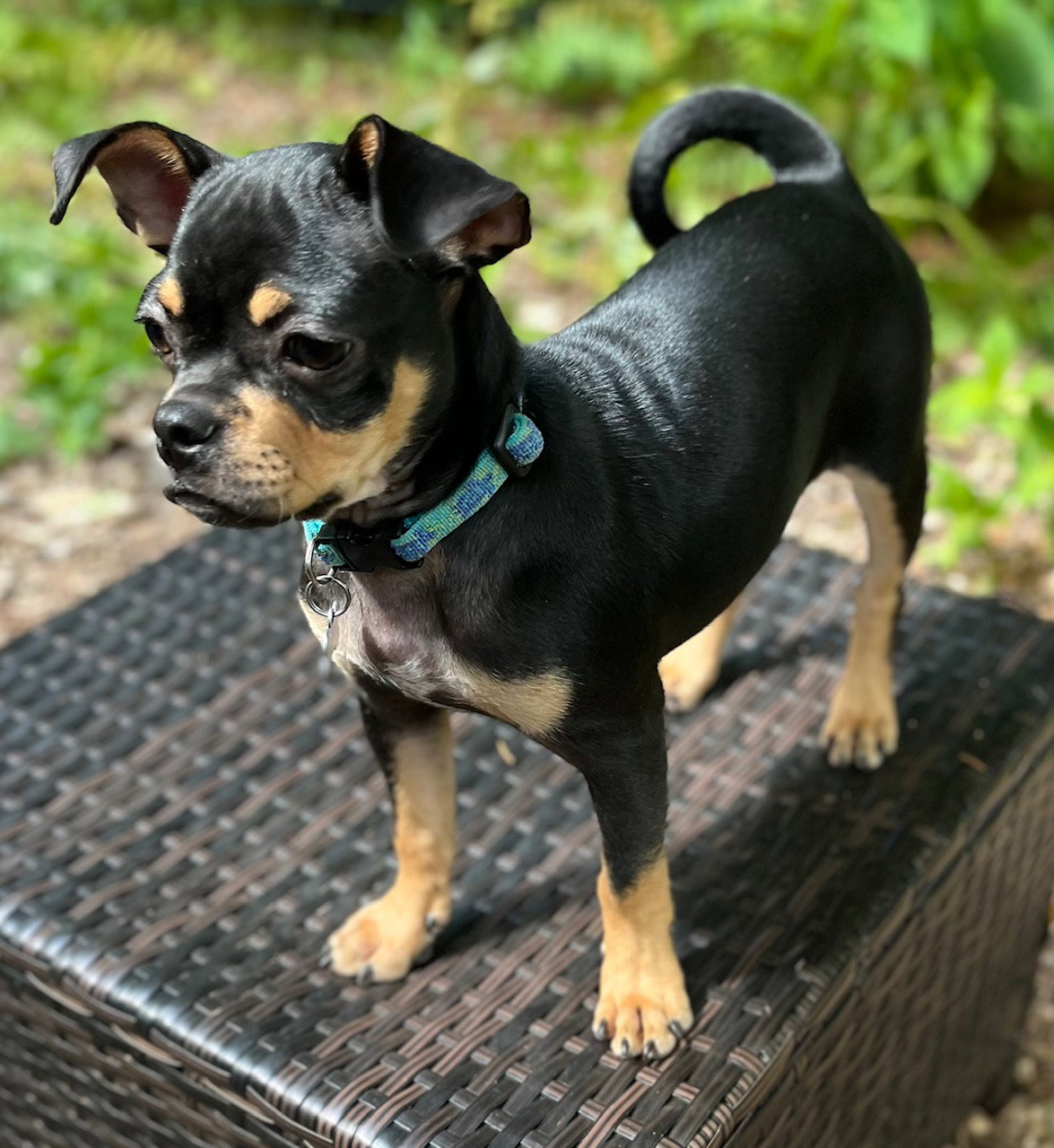 Dog for Adoption - DewBerry Chug *LOCAL*, a Pug in Plainfield, CT ...