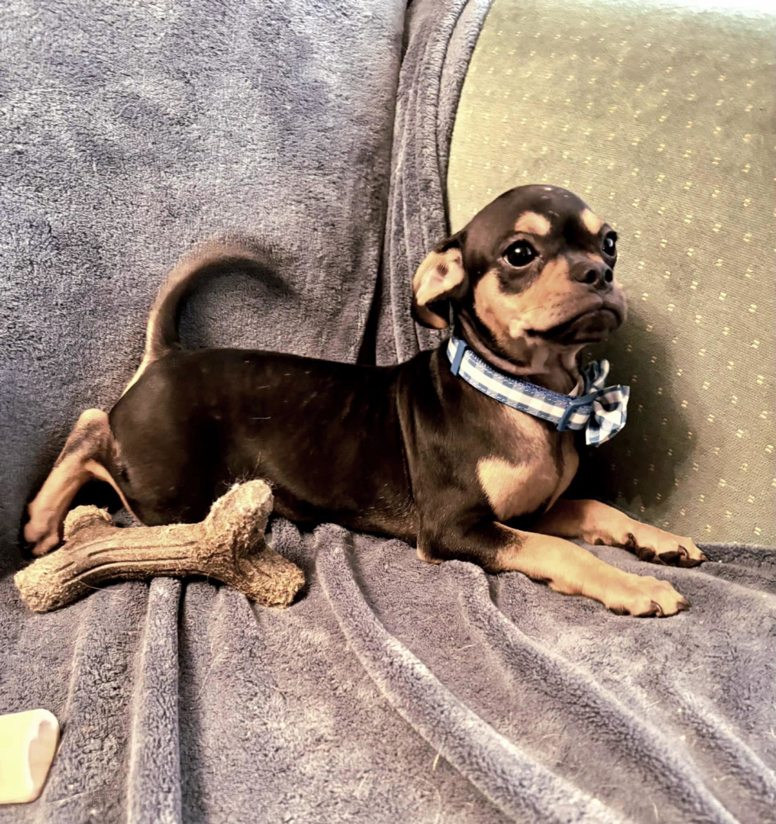 Dog for Adoption - Appleby Chug *LOCAL*, a Pug in Plainfield, CT ...