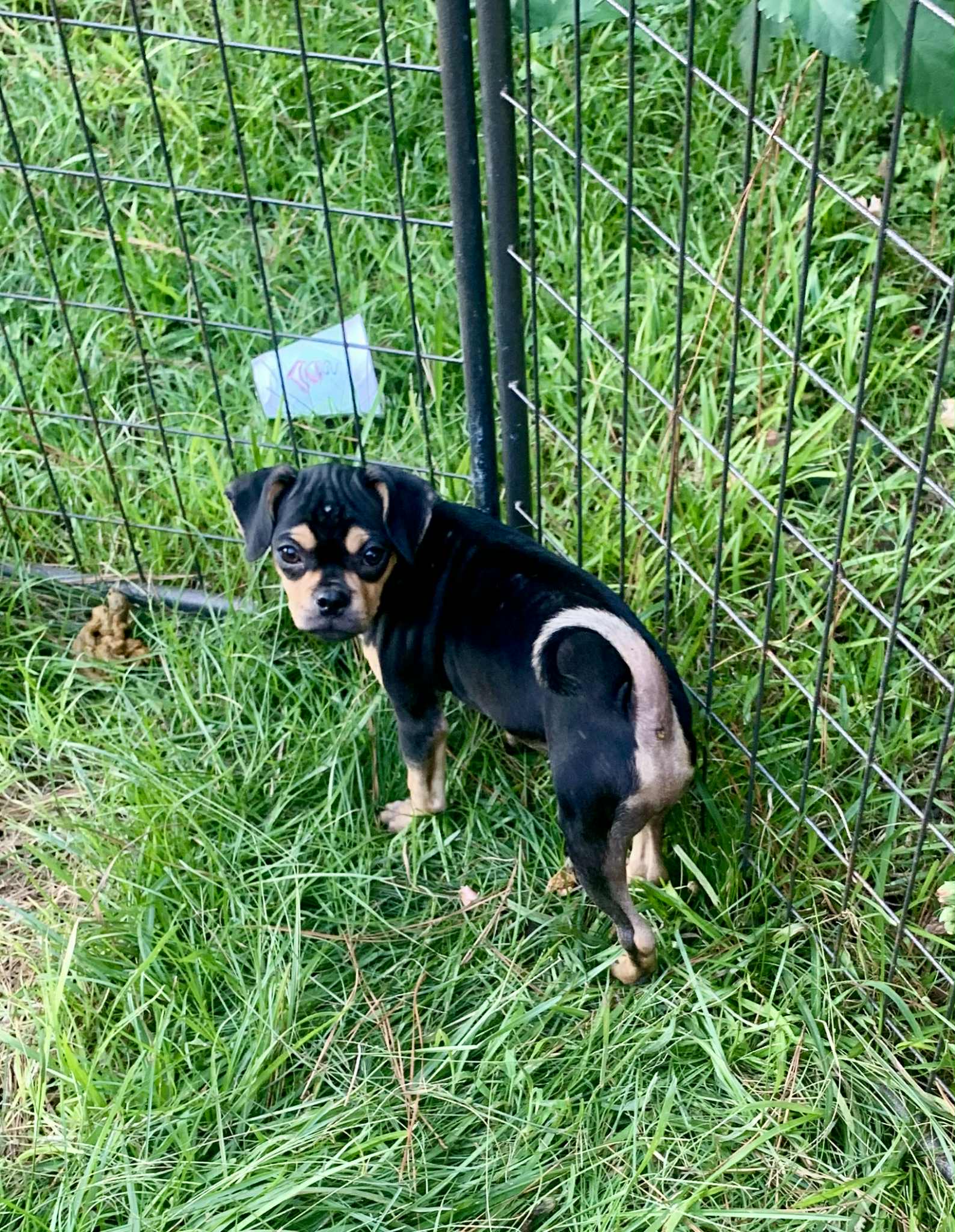 Dog for Adoption - Appleby Chug *LOCAL*, a Pug in Plainfield, CT ...