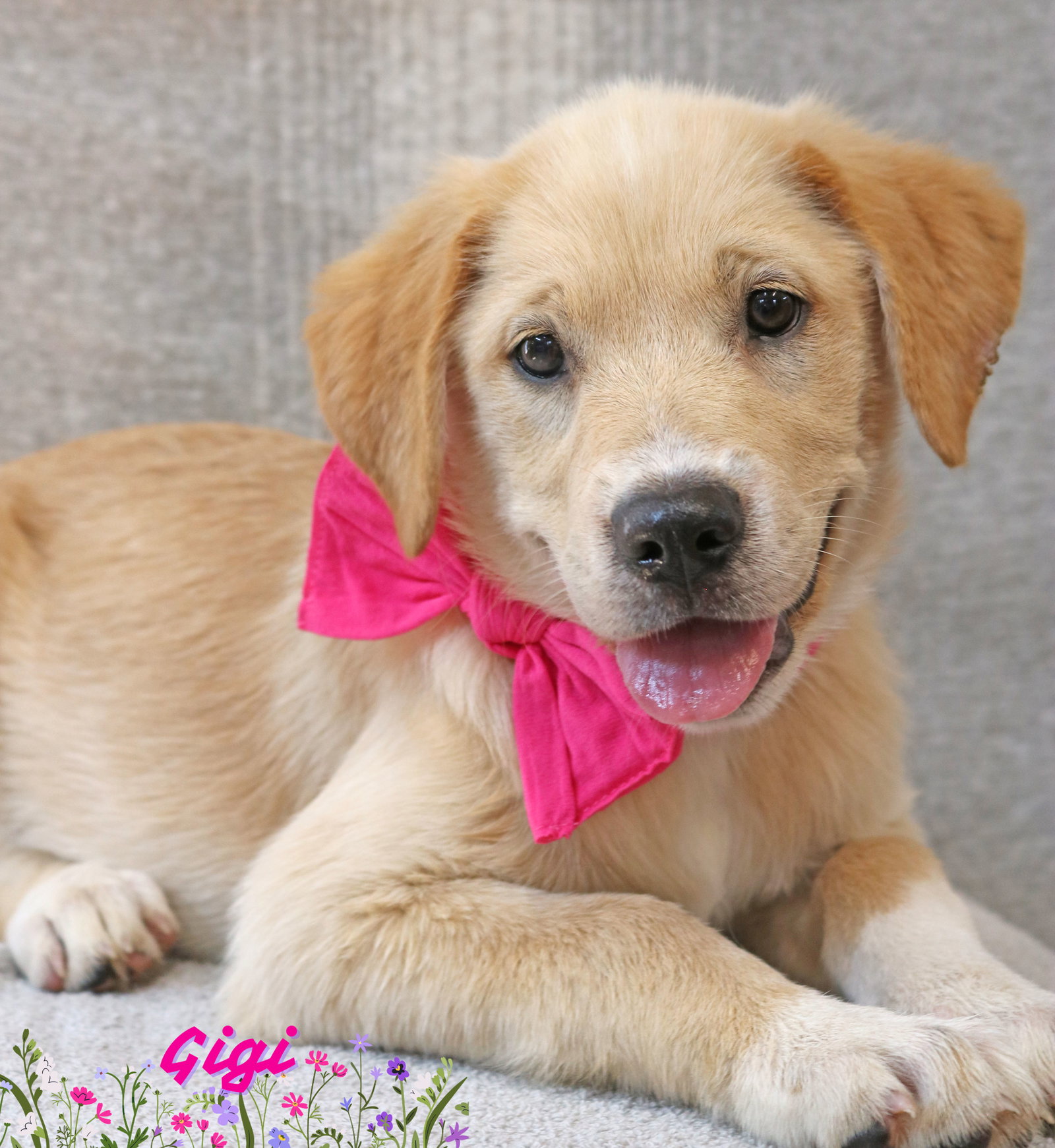 Dog for Adoption - Gigi Retriever, a Golden Retriever in Wareham Center ...