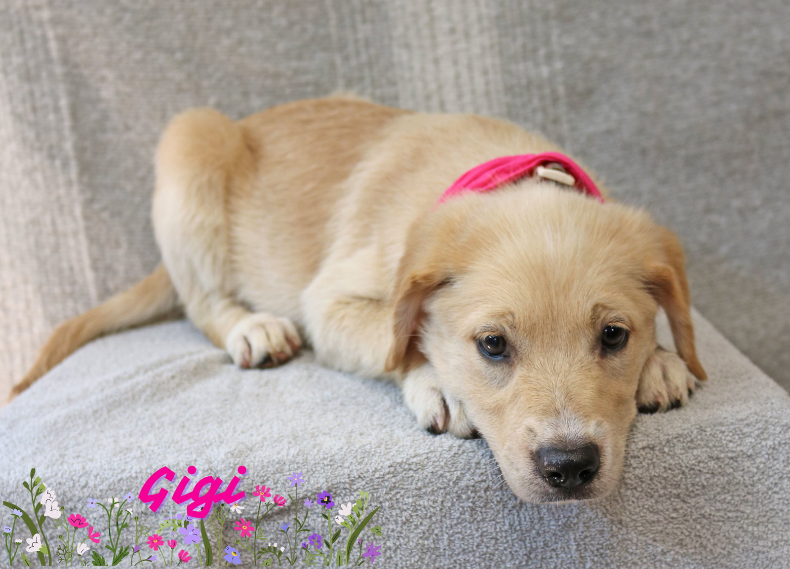 Dog for Adoption - Gigi Retriever, a Golden Retriever in Wareham Center ...