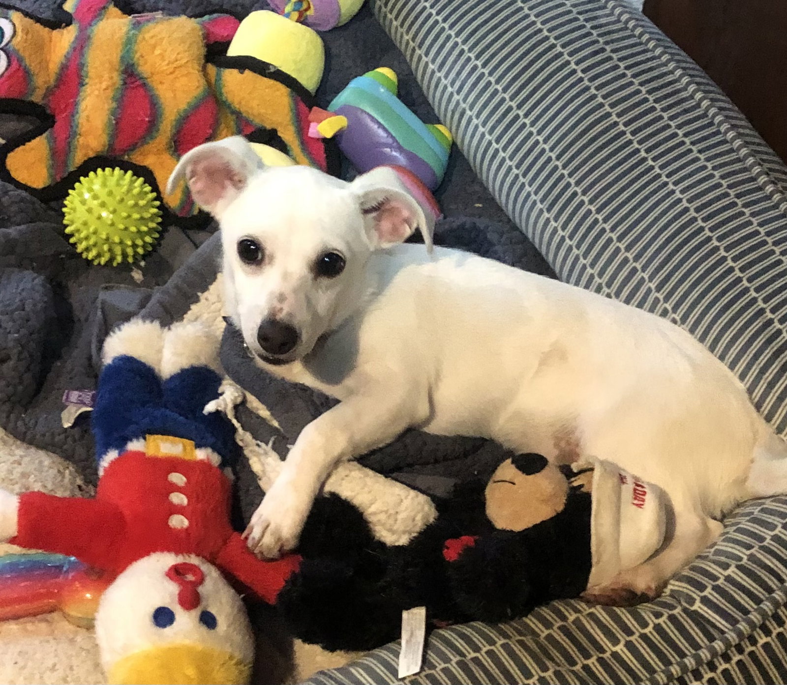 Dog for Adoption - Haven Havana *LOCAL* MEET ME!, a Chihuahua in ...