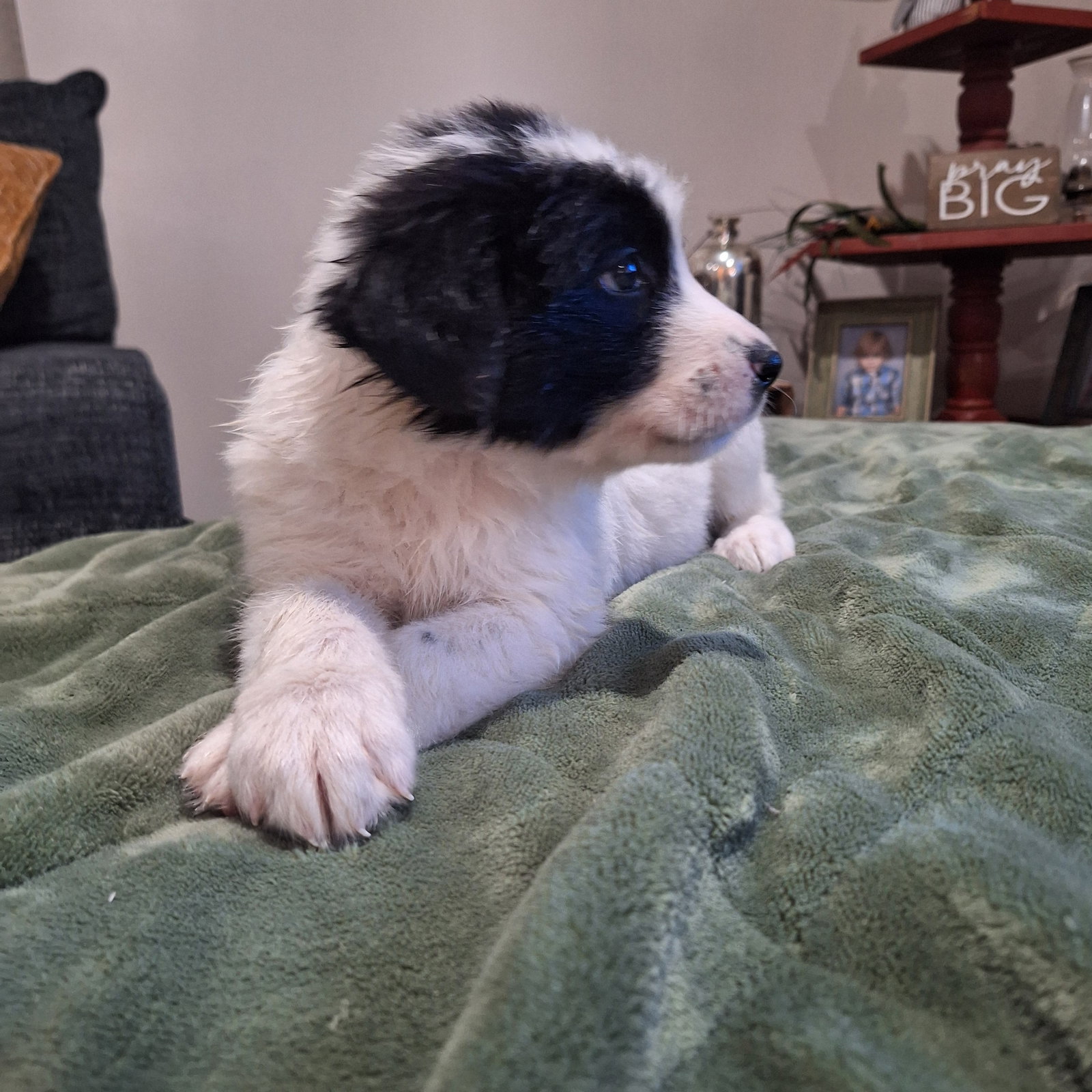 Dog adoption in Warwick, RI 02886: Border Collie / Mixed (medium coat ...