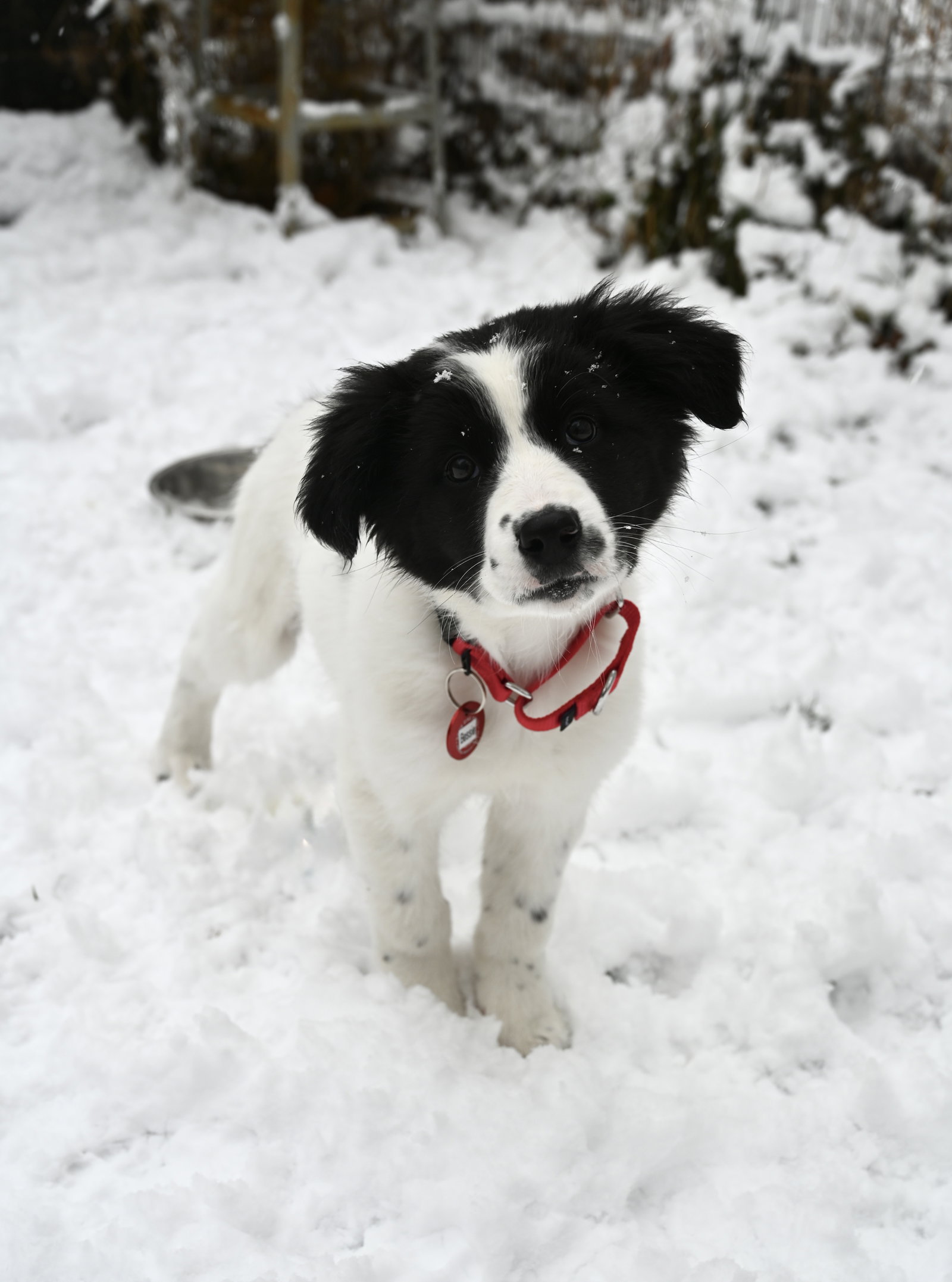 Dog adoption in Warwick, RI 02886: Border Collie / Mixed (medium coat ...