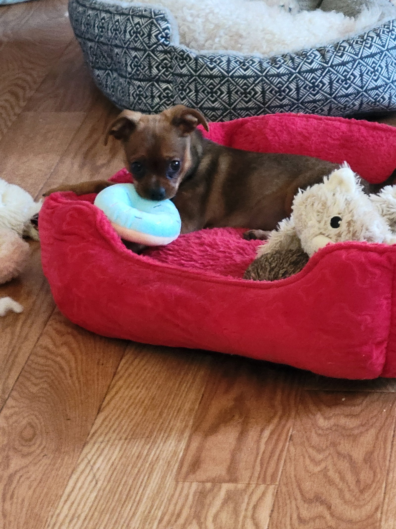 Dog for Adoption - Coco, a Miniature Pinscher in Los Gatos, CA | Alpha Paw