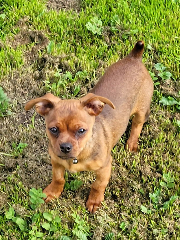 Dog for Adoption - Coco, a Miniature Pinscher in Los Gatos, CA | Alpha Paw