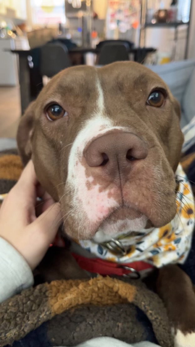 Dog adoption in Alexandria, VA 22315: Pit Bull Terrier Dog "Zara"