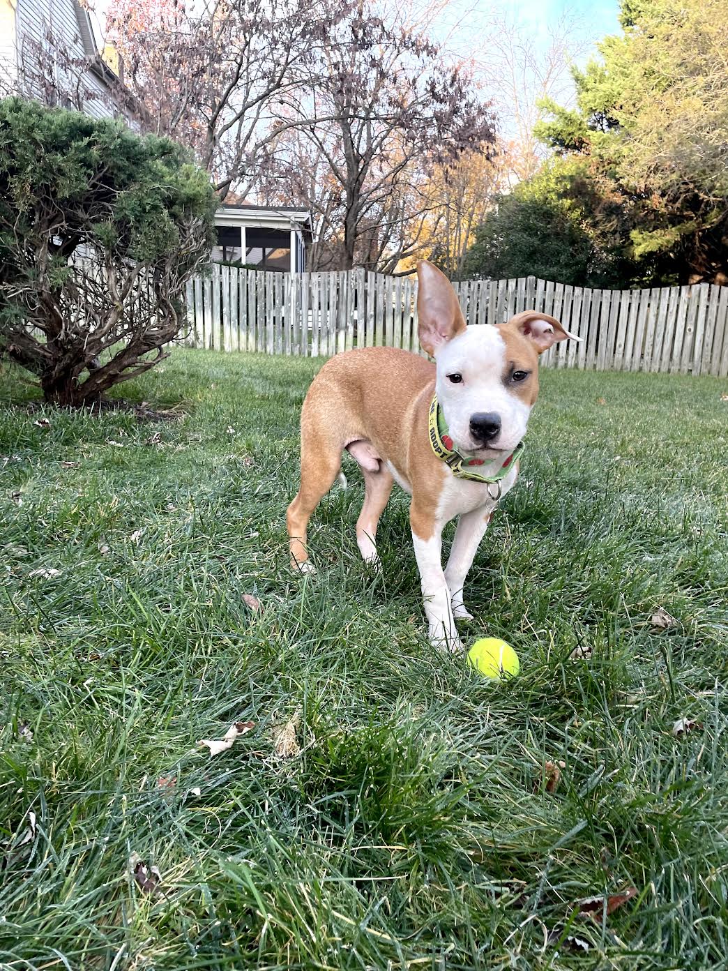 Dog for Adoption - Riley, a Pit Bull Terrier in Westmoreland County, VA ...