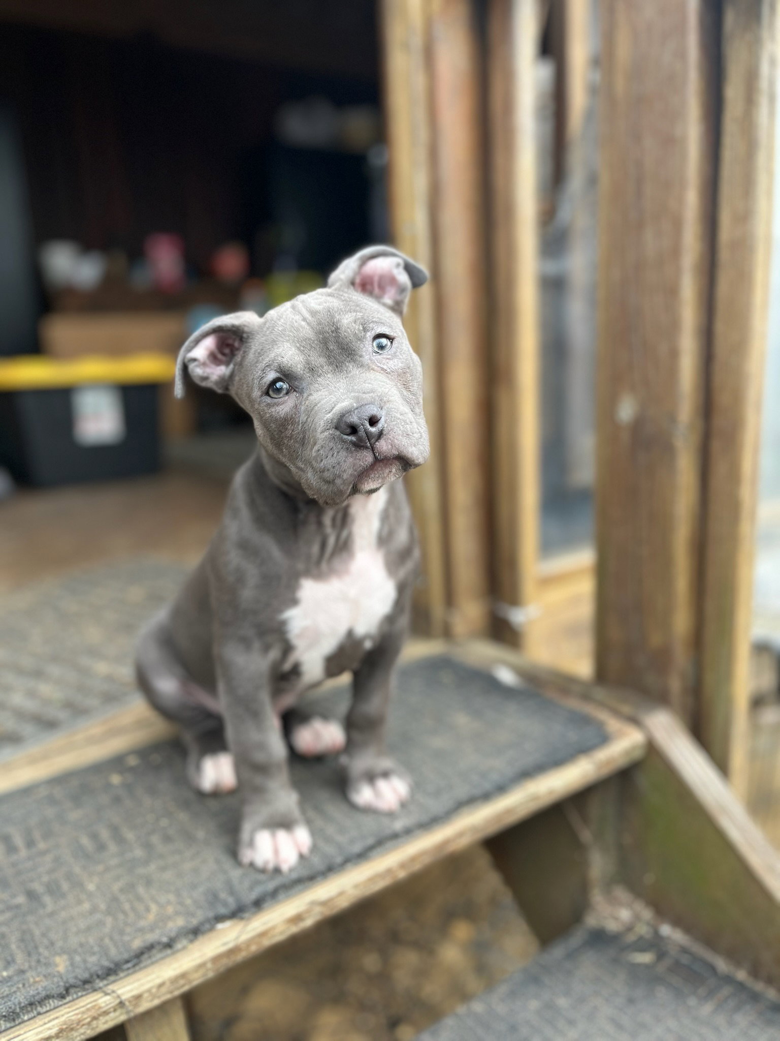 Dog for Adoption - Bamba, a Pit Bull Terrier in Silver Spring, MD ...