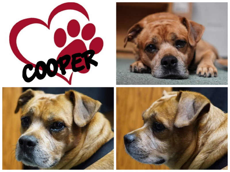 Dog for Adoption - Cooper aka Coop Doggy Dogg, a Pug in Parkville, MD ...