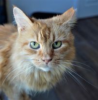 Cat adoption in Gettysburg, PA 17325: Domestic Long Hair / Mixed (long ...
