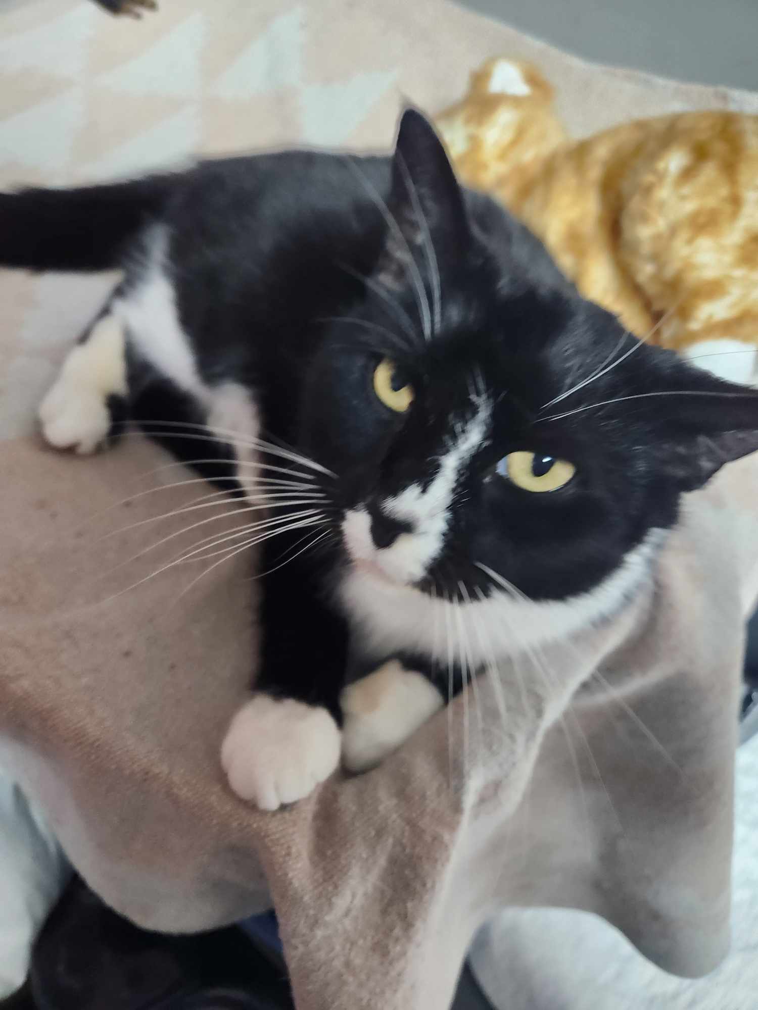 Cats for Adoption in Hagerstown, Maryland | Alpha Paw