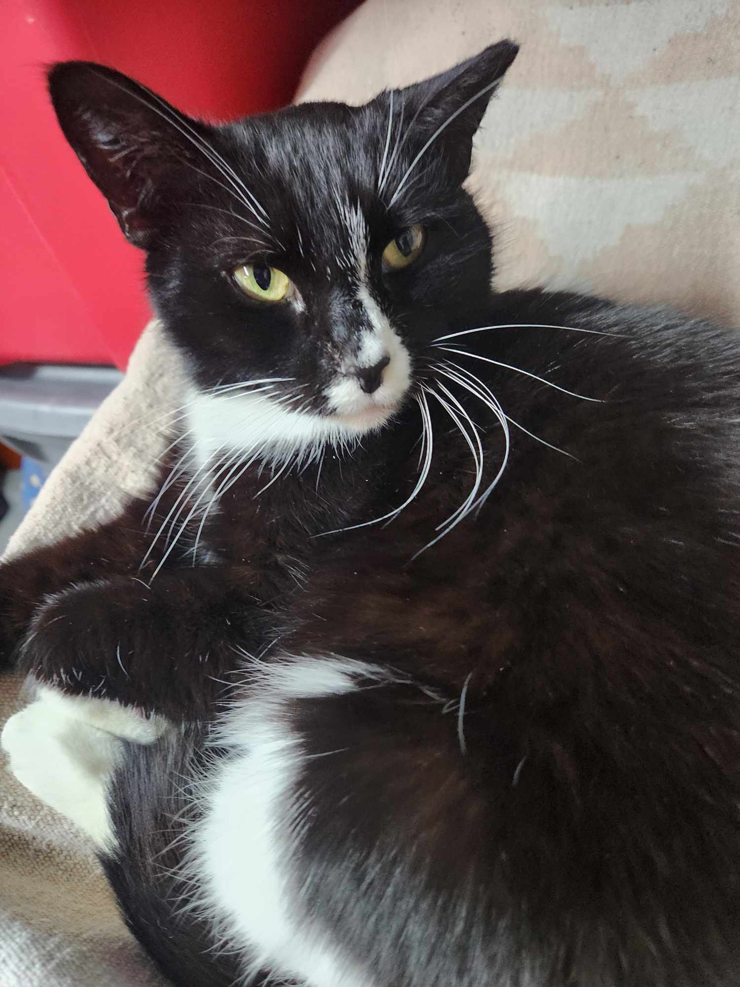 Cats for Adoption in Hagerstown, Maryland | Alpha Paw
