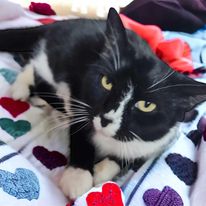 Cats for Adoption in Hagerstown, Maryland | Alpha Paw