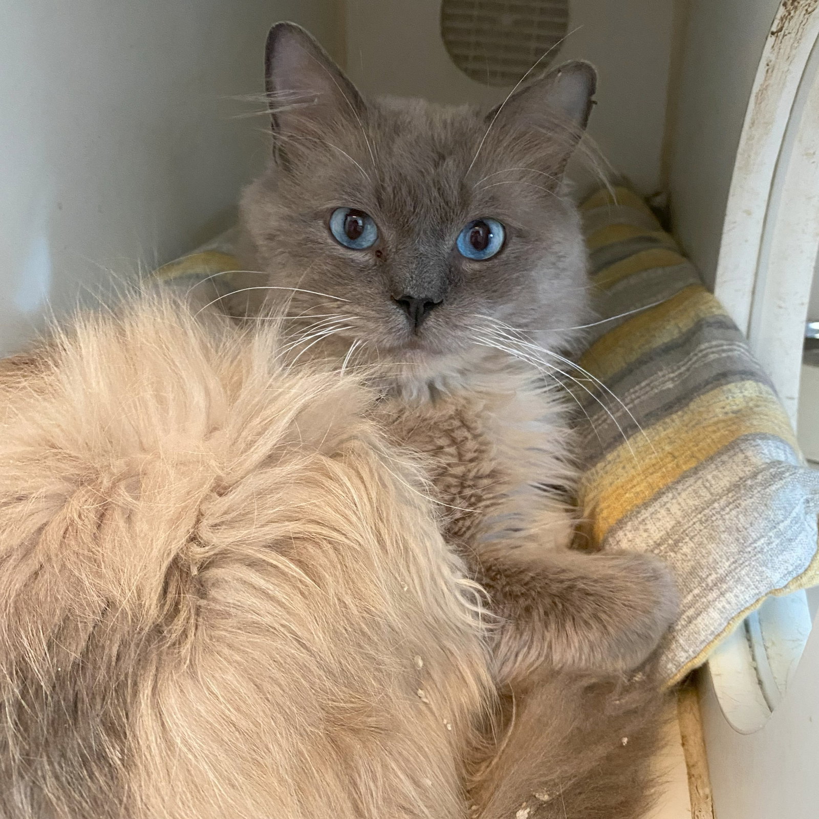 Cats for Adoption in Germantown, Maryland | Alpha Paw