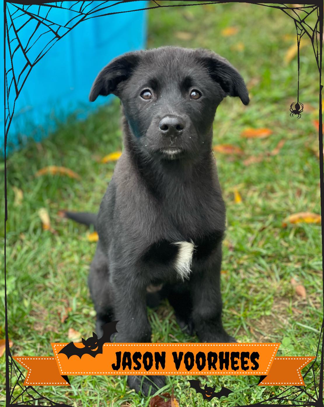 Dog for Adoption - Jason, a Samoyed in Sea Isle City, NJ | Alpha Paw