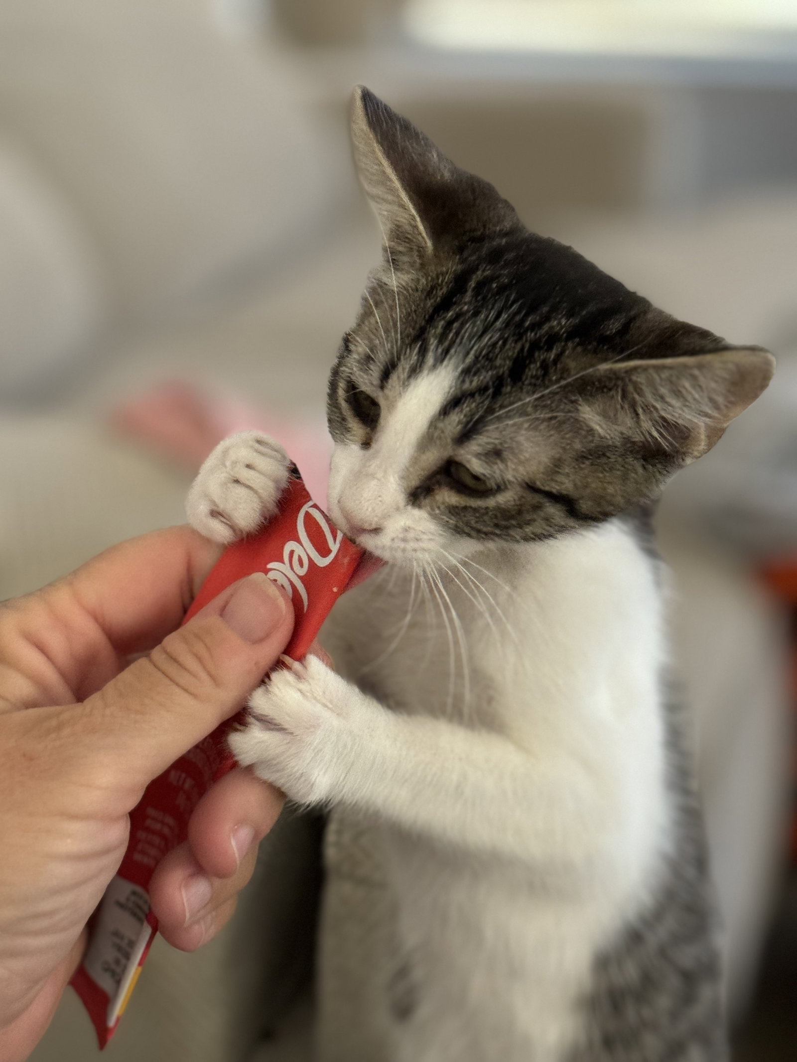 Cats for Adoption in Buckeye, Arizona | Alpha Paw