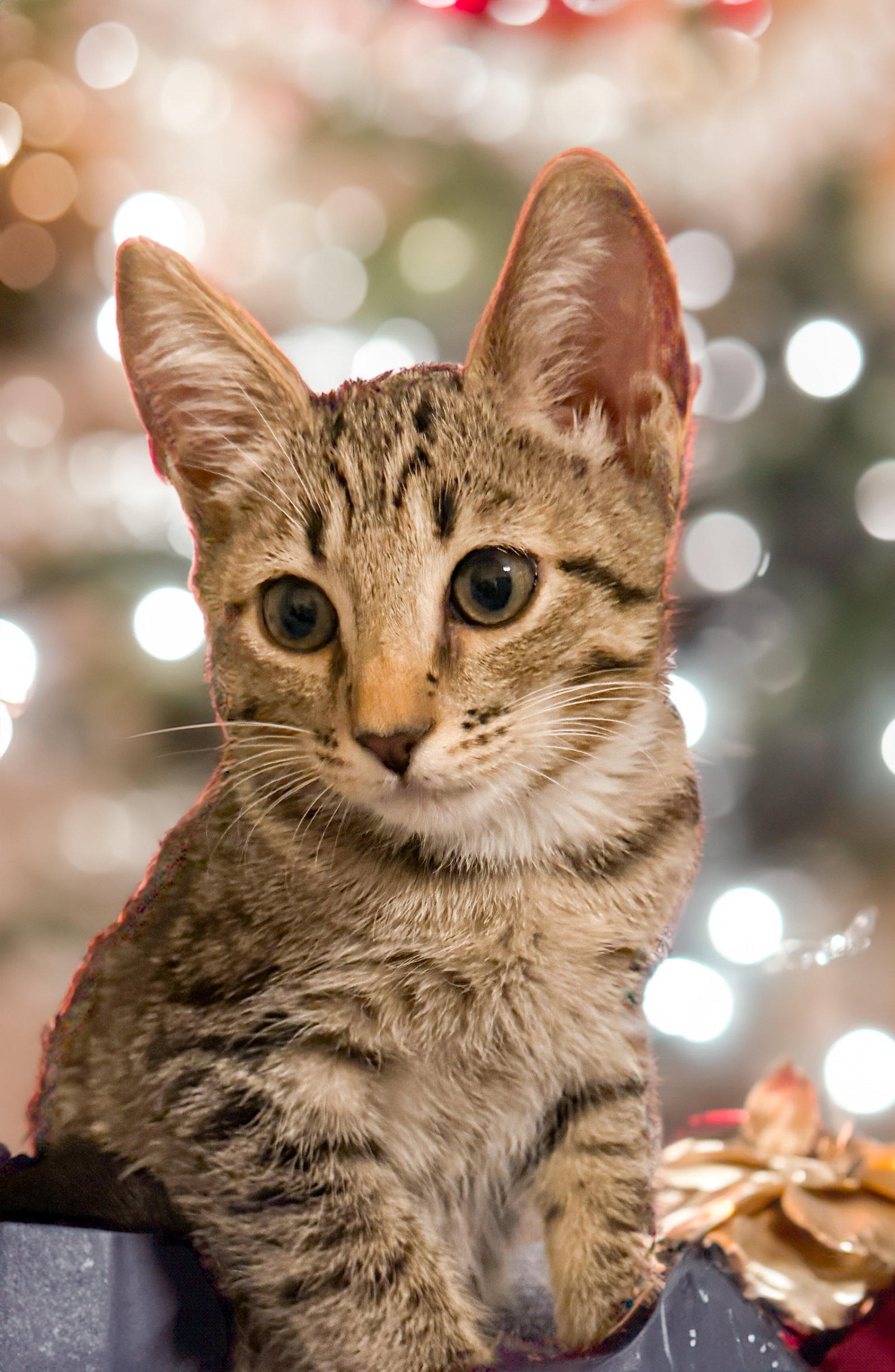 Lychee's Web Page