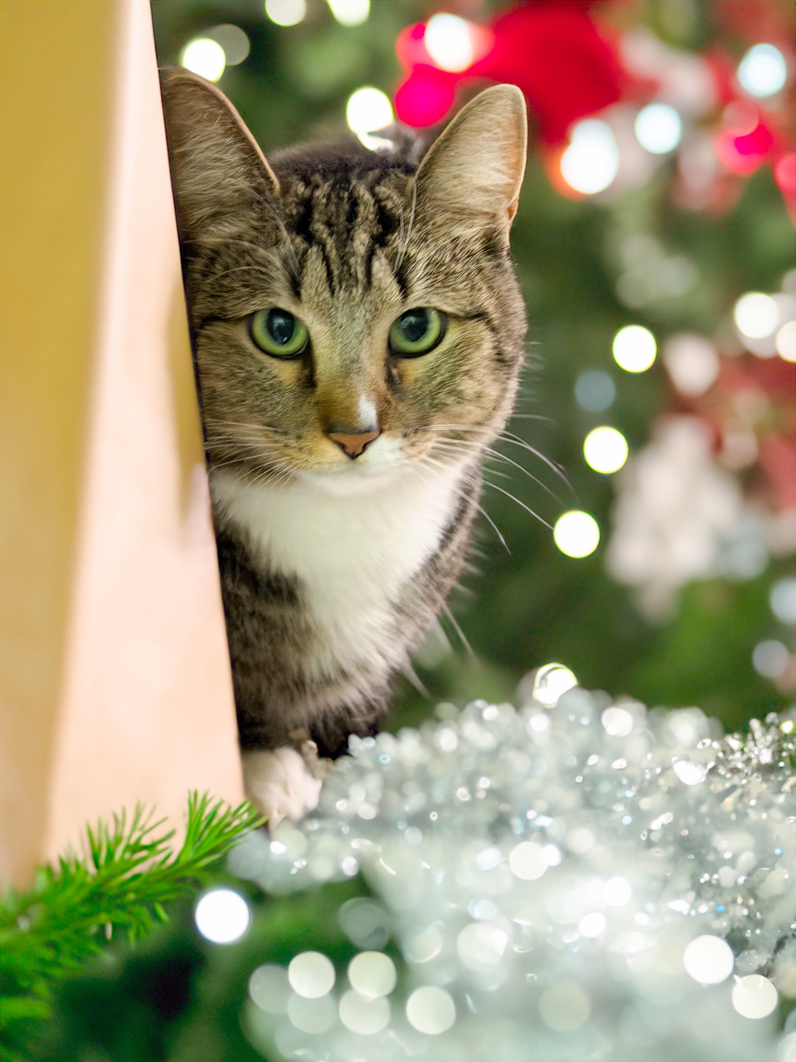 Kitty Joe (Joey)'s Web Page