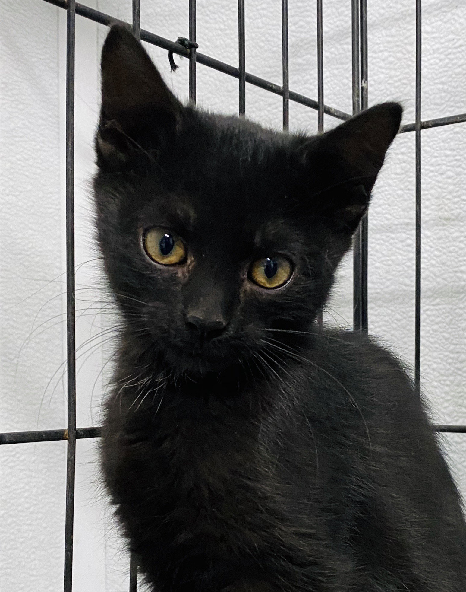 Cat adoption in Park Falls, WI 54552: Domestic Short Hair (short coat ...