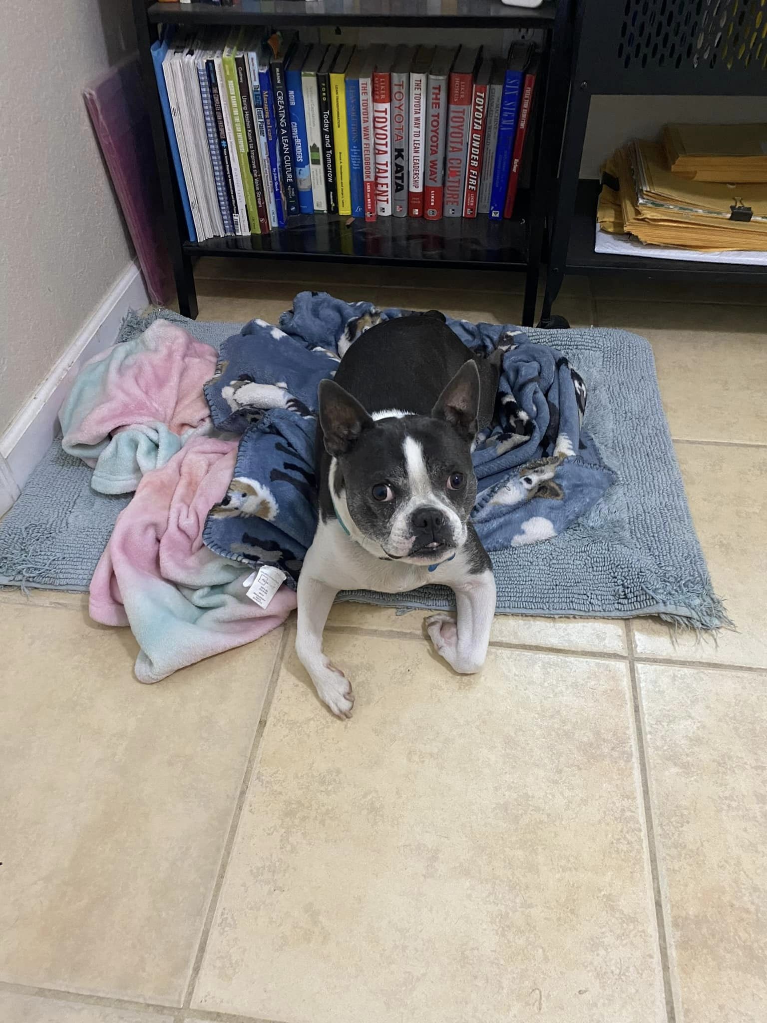 Dog for Adoption - Papi, a Boston Terrier in Los Angeles, CA | Alpha Paw