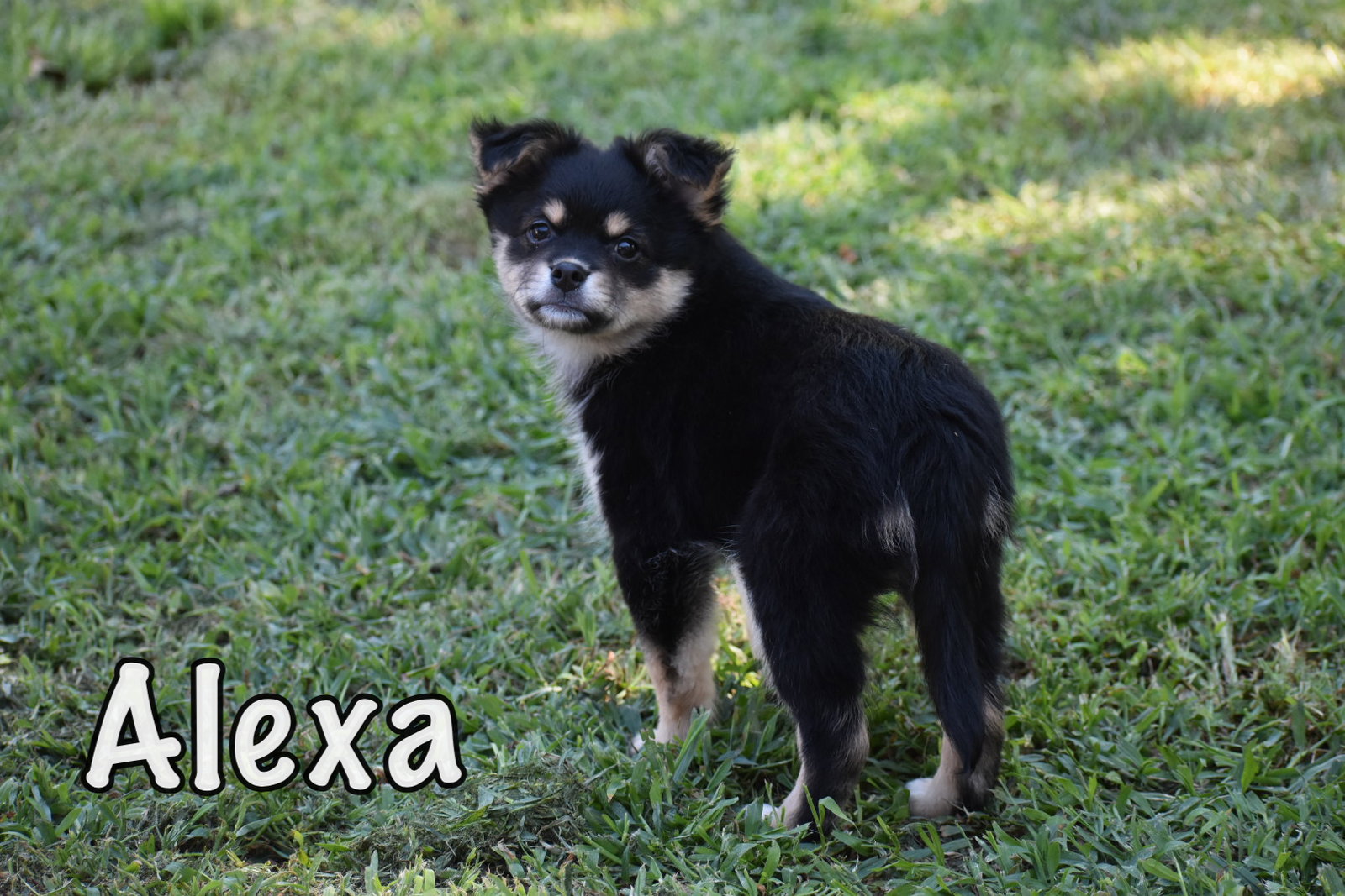 Dog for Adoption - Alexa, a Chihuahua in Topeka, KS | Alpha Paw