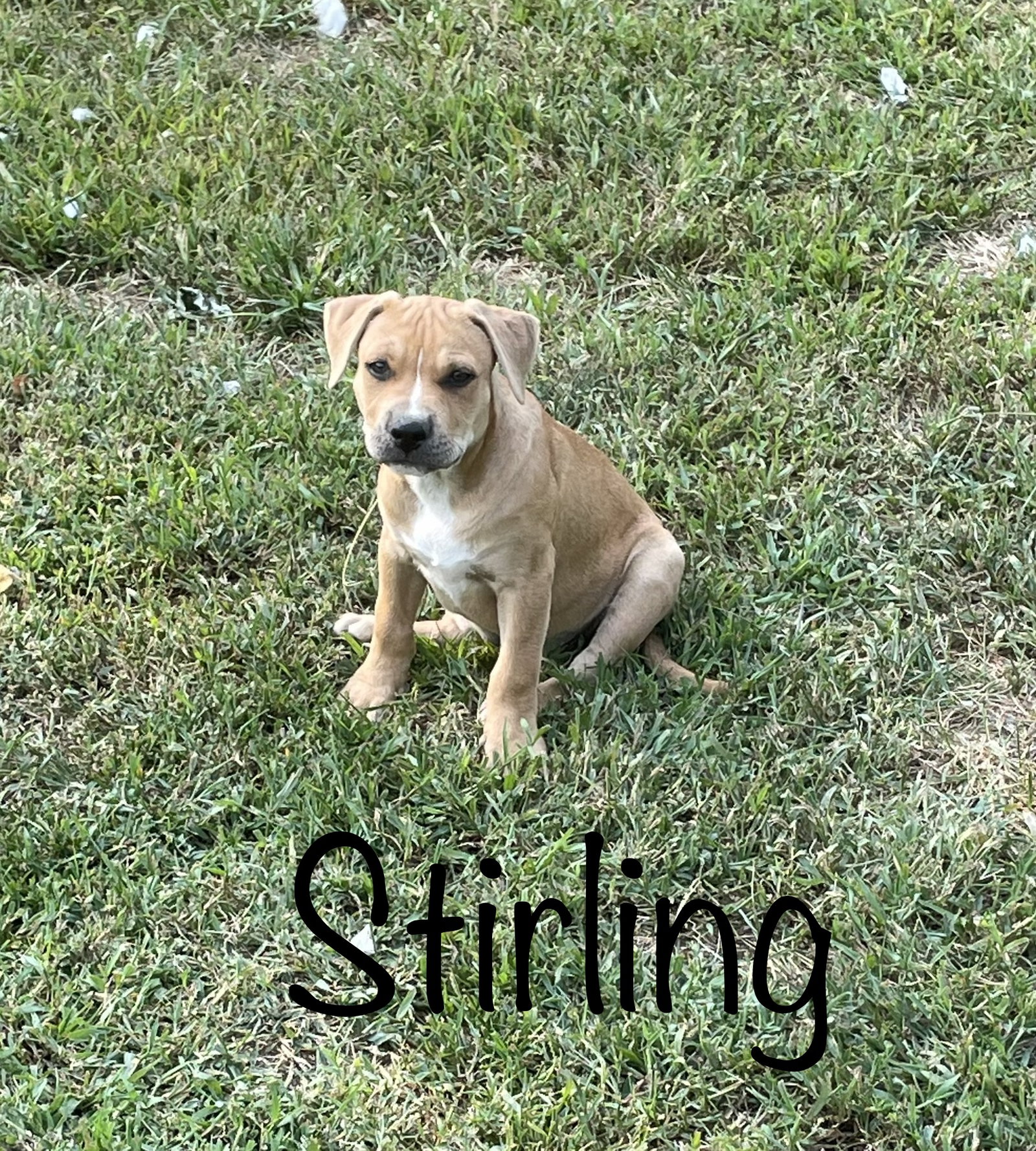 Dog for Adoption - Stirling, a in Manhattan, KS | Alpha Paw