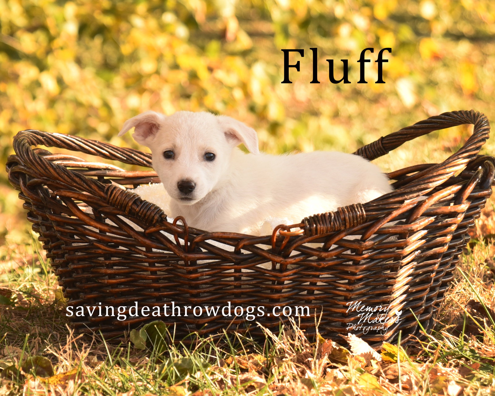 Fluff's Web Page
